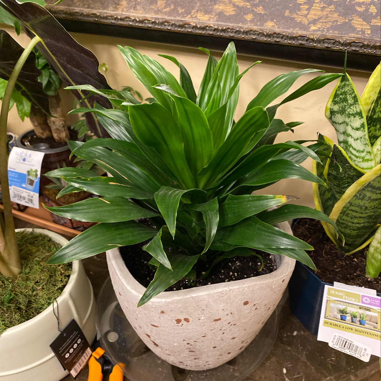 🐉 How Do I Cure Dragon Tree Root Rot?