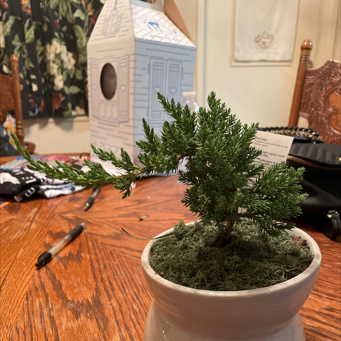 Symbolism and Benefits of the American Juniper