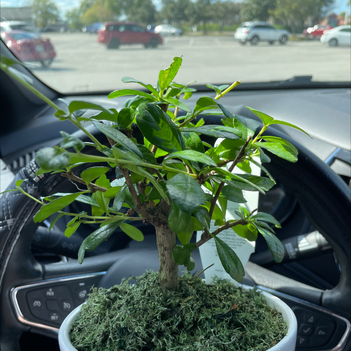 Propagating Fukien Tea Tree: The Ultimate Guide