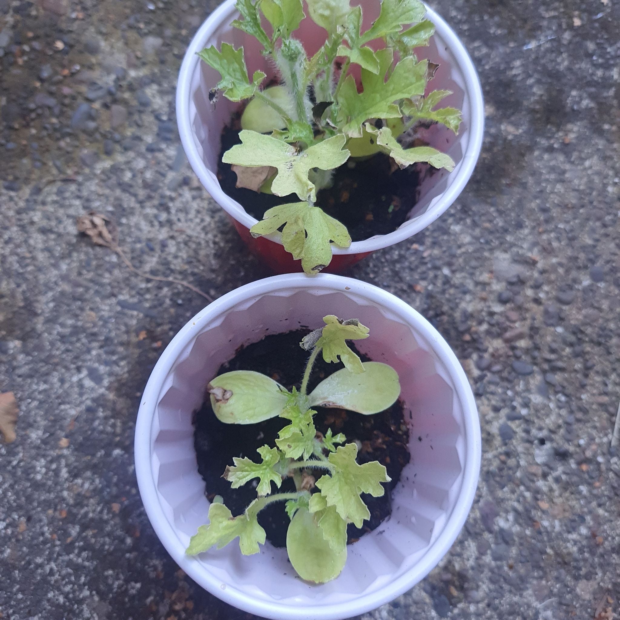 Light Requirements For Your Watermelon