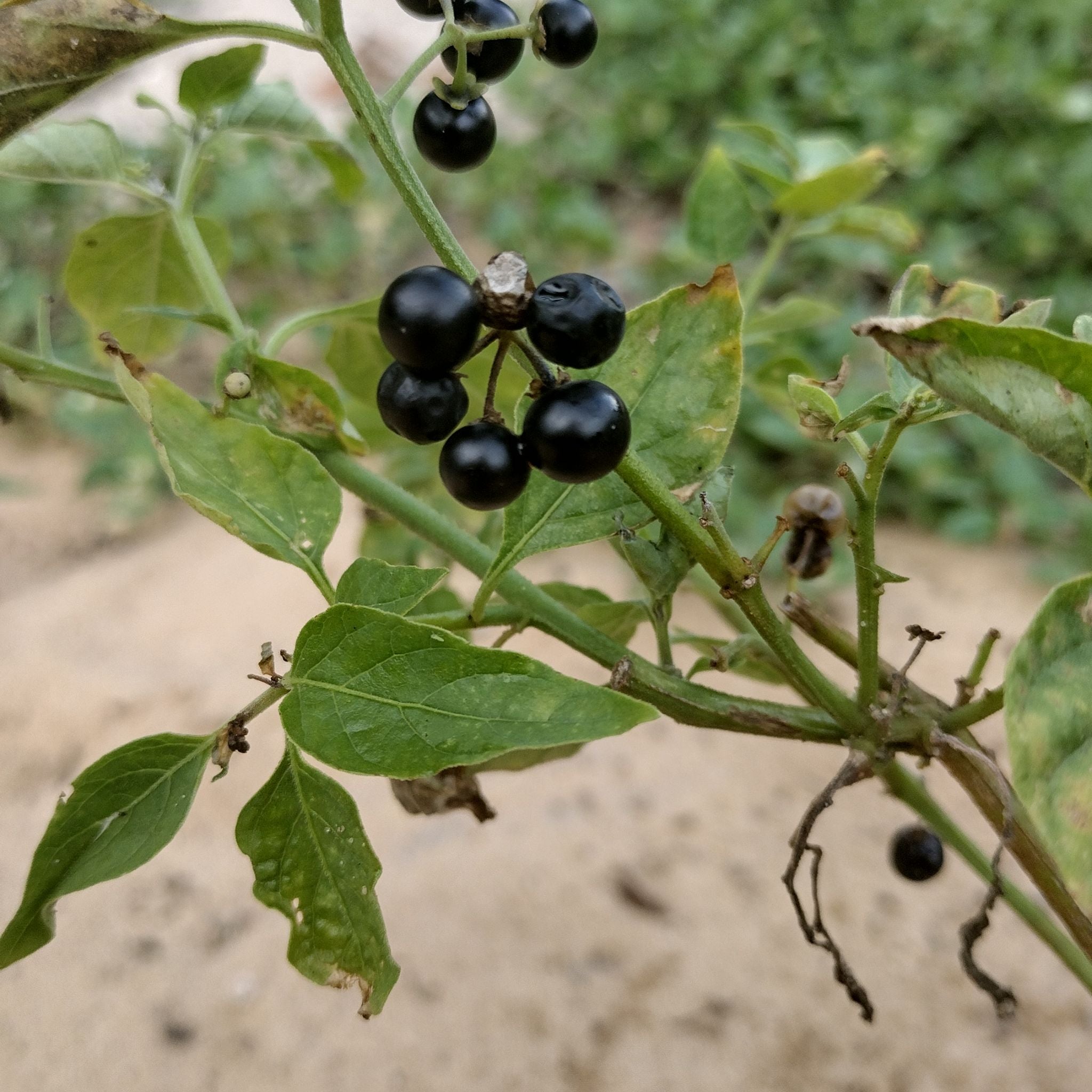 10 Benefits of Having an American Black Nightshade