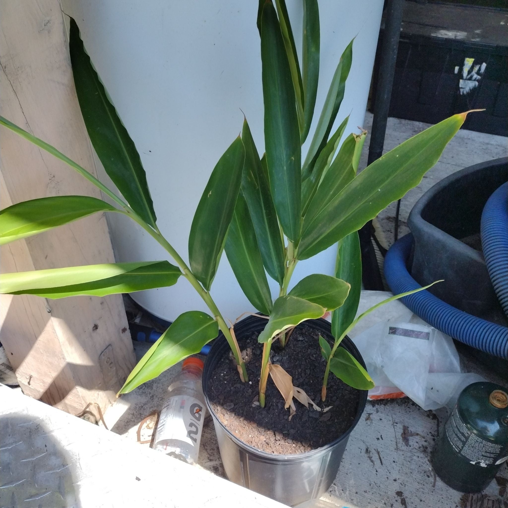 Why Are There Black Spots on My Red Ginger Leaves?