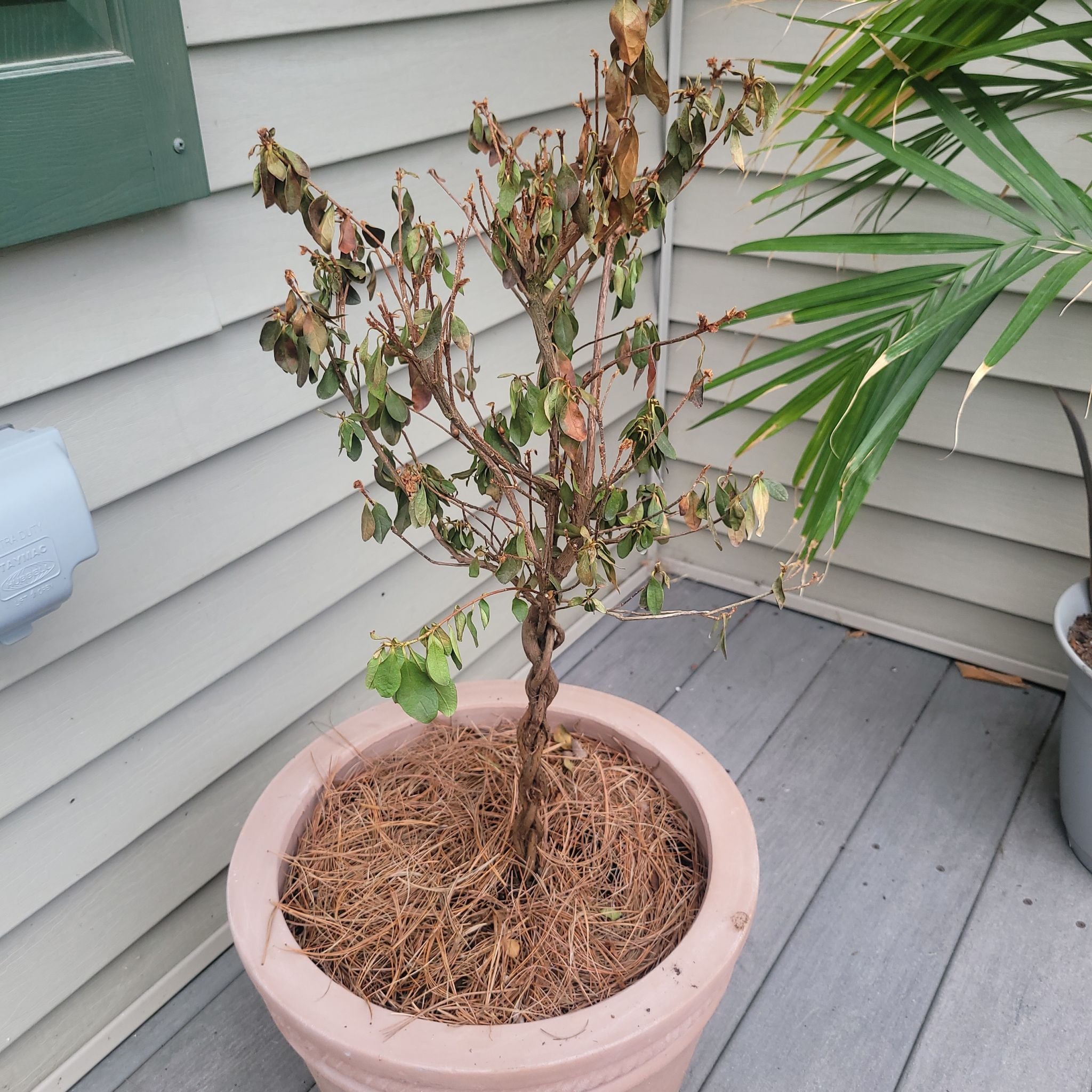 Best Soil Potting Mix for Pink Azalea