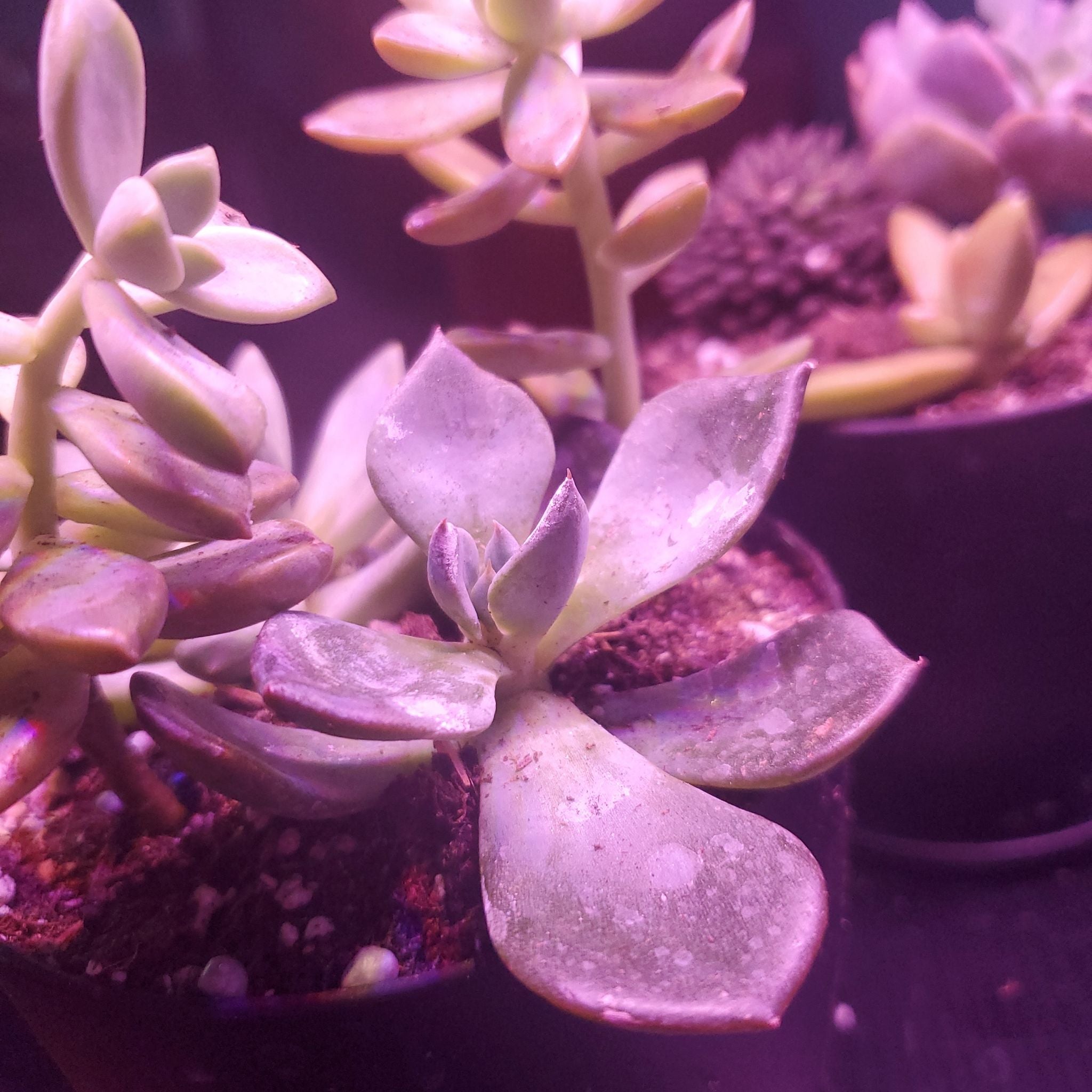 Propagating Echeveria 'Blue Prince': The Ultimate Guide