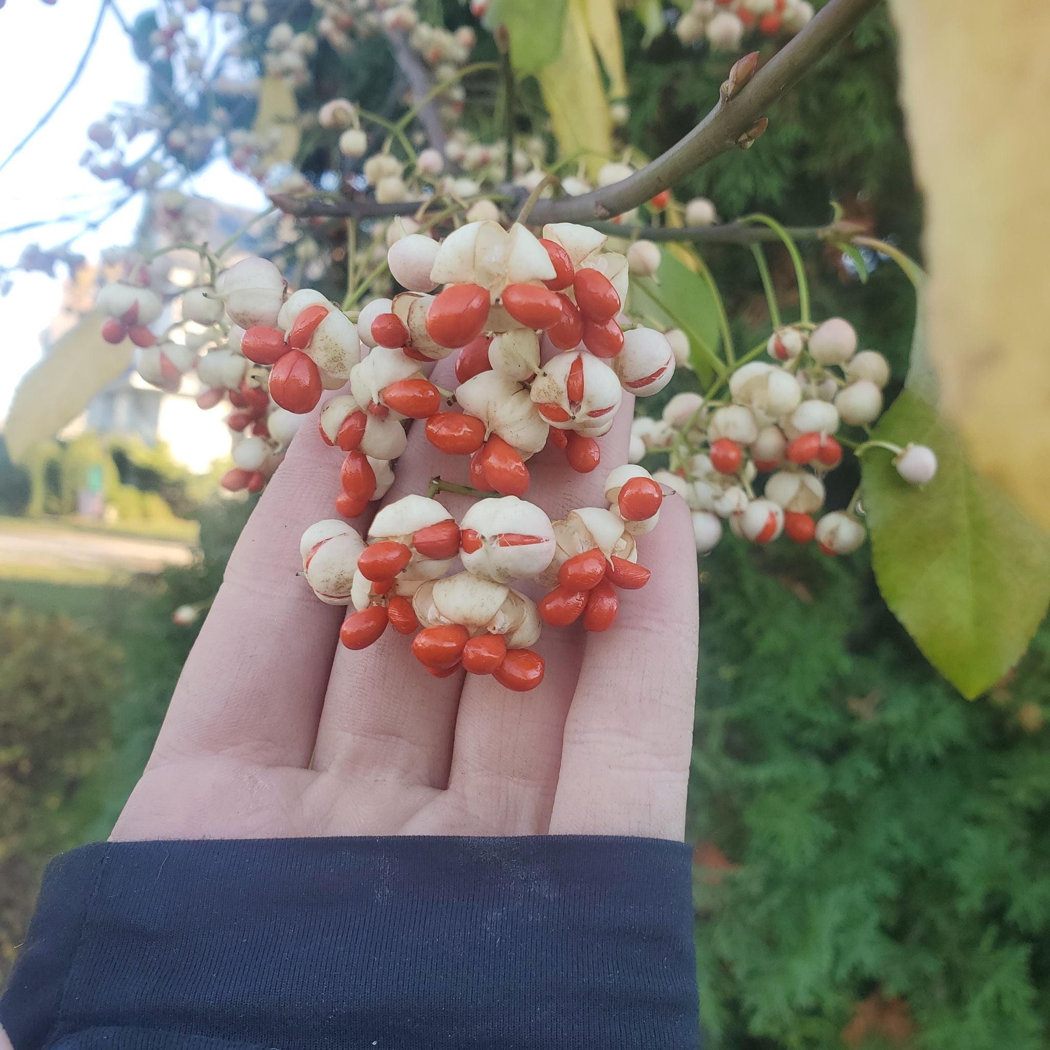 What Are The Bugs on My European Spindle? 🐛