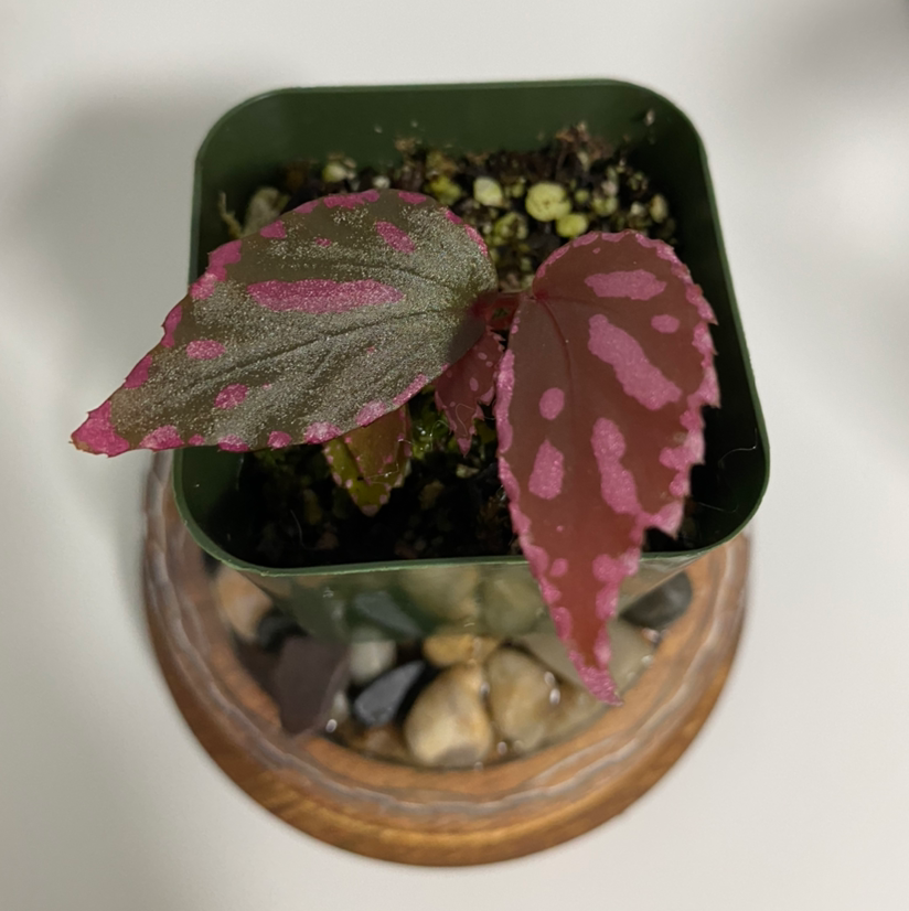 Keep Your Begonia 'Julau' Alive: Light, Water & Care Instructions