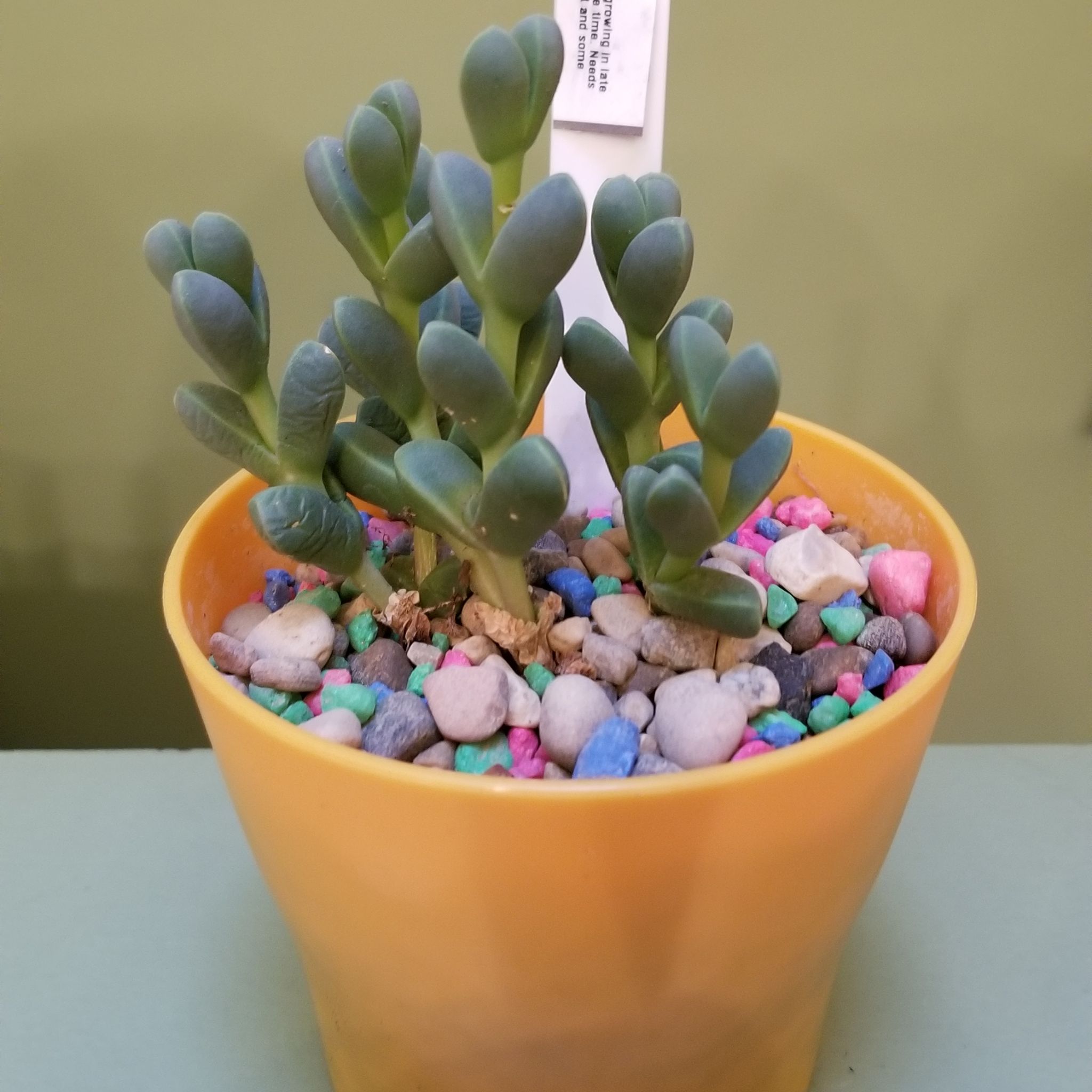 Why Are There Black Spots on My Beads Lampranthus Leaves?