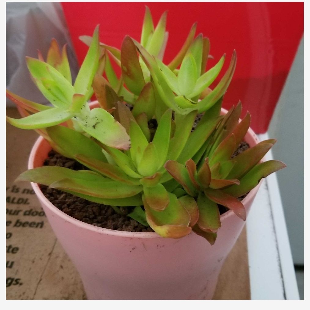 Am I Starving My Campfire Crassula? Fertilizing 101