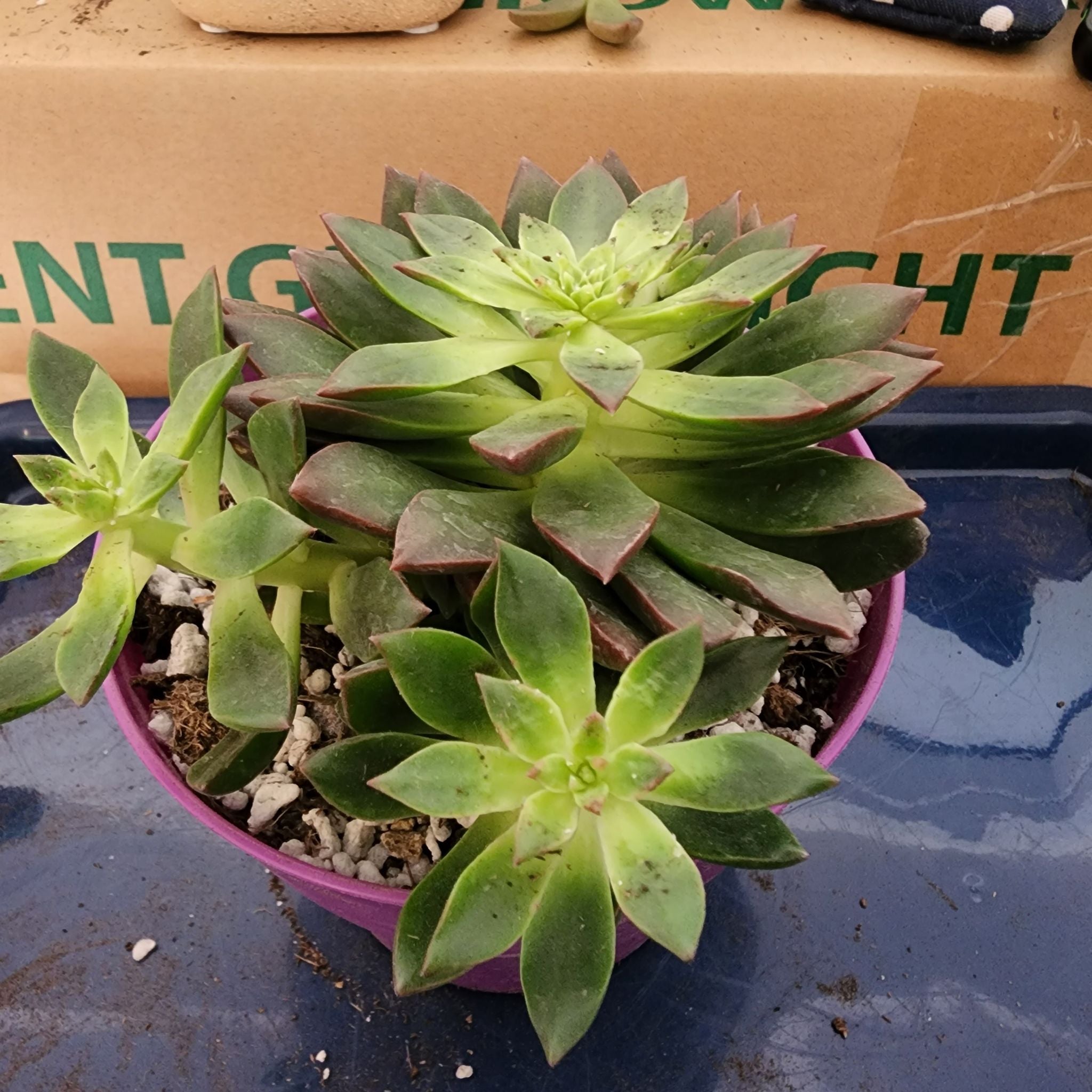Personalized Solar Flare Graptosedum Care: Water, Light, Nutrients ...