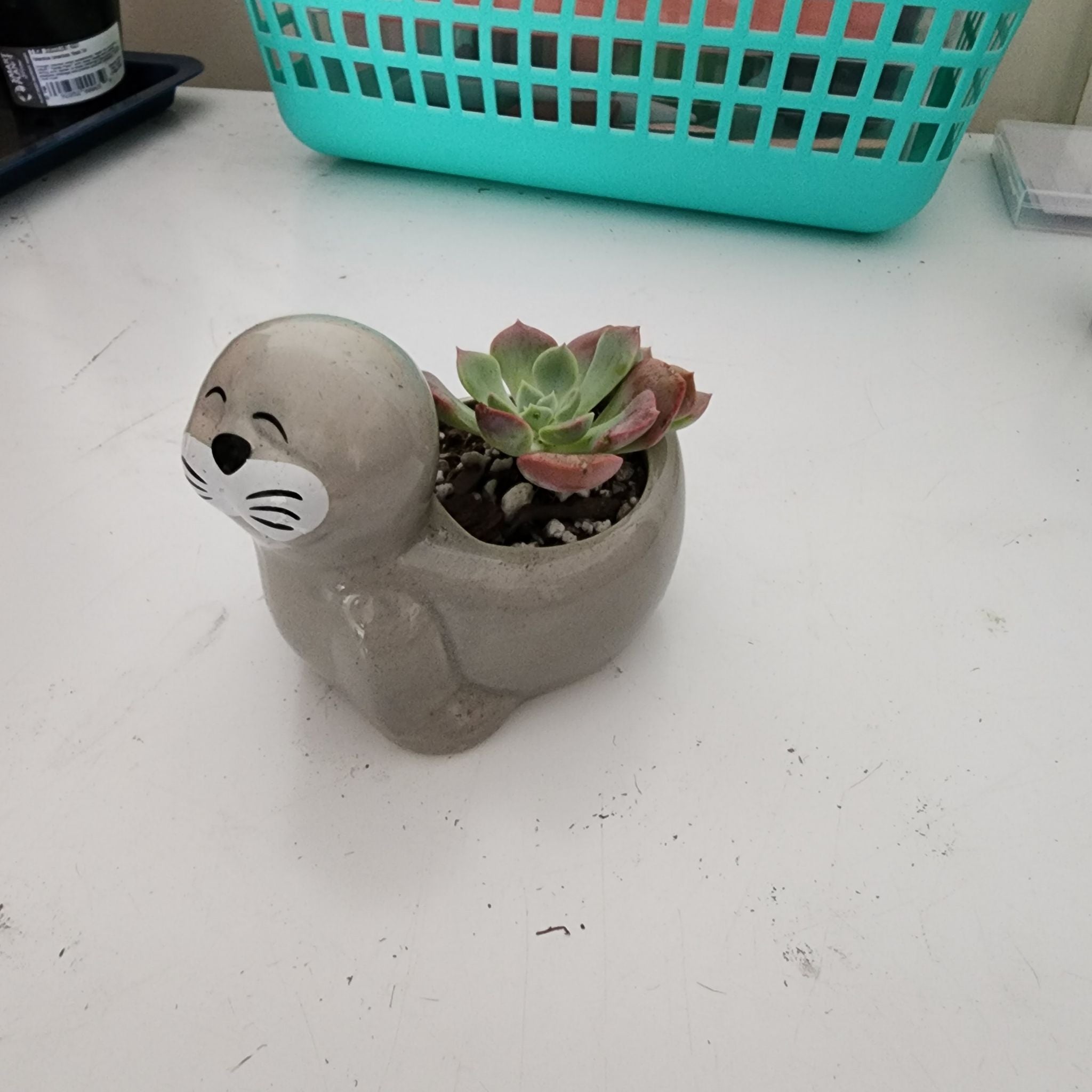 Personalized Graptoveria 'Francesca' Care: Water, Light, Nutrients ...