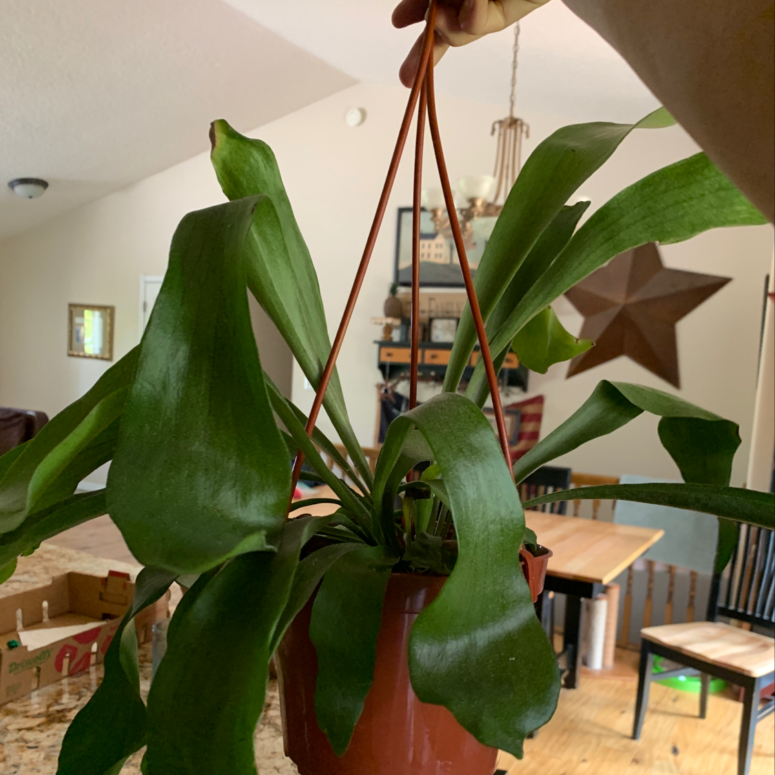 What Are The Bugs on My Elkhorn Fern? 🐛