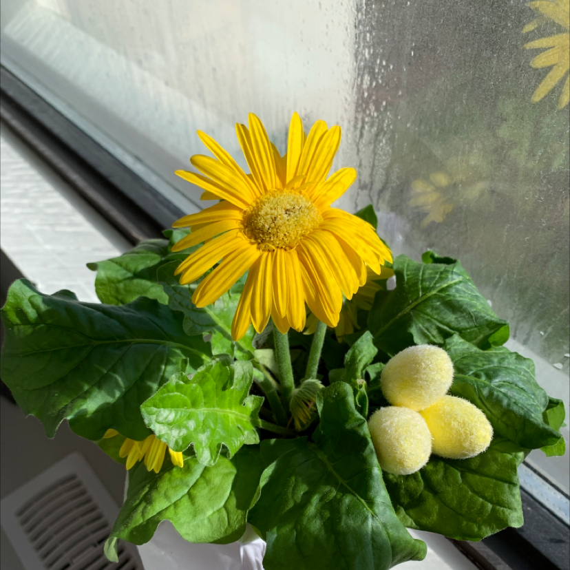 Propagating Your Gerbera: Step-by-Step Guide