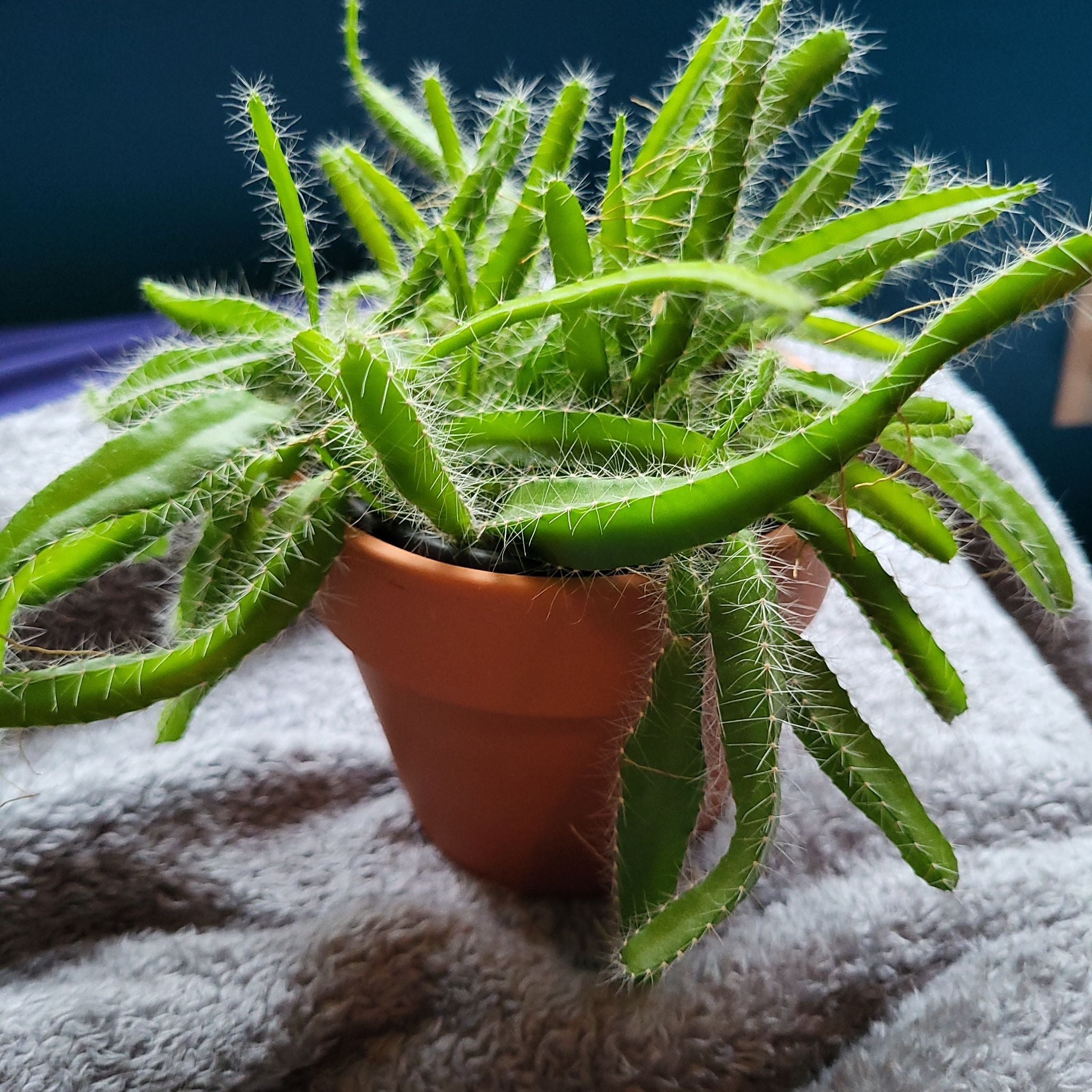 Propagating Lady-Finger Hedgehog Cactus: Step-by-Step Guide