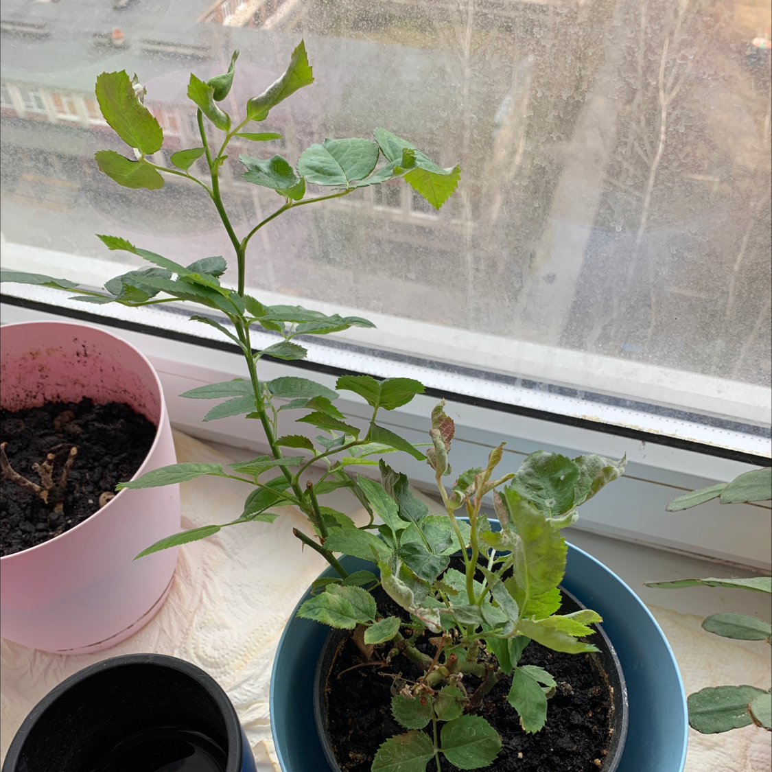 Why Are My Tea Rose Leaves Curling? 🐛
