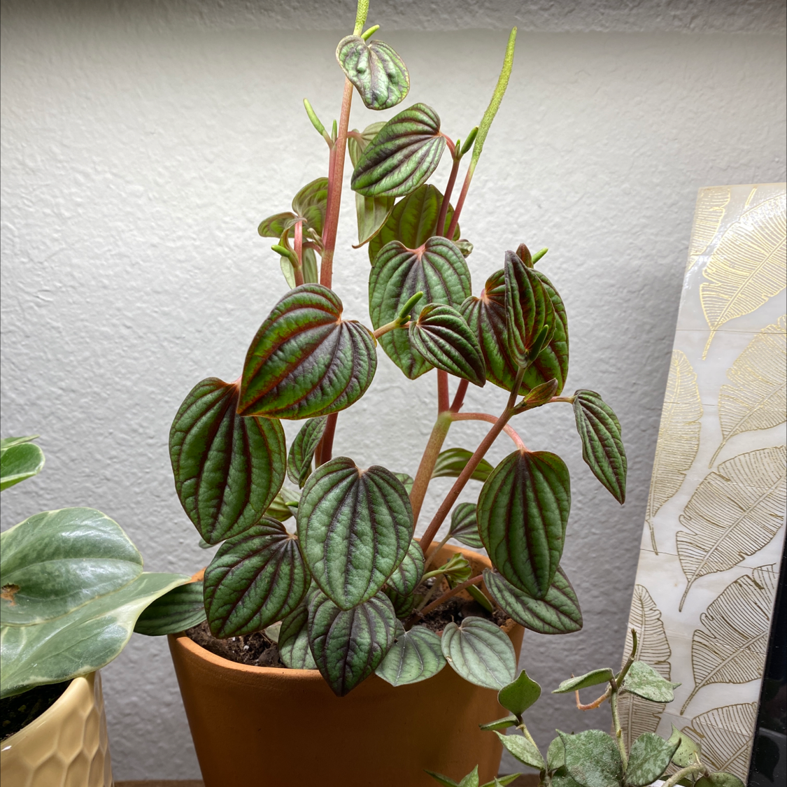 Propagating Emerald Ripple Peperomia: The Ultimate Guide 🌱