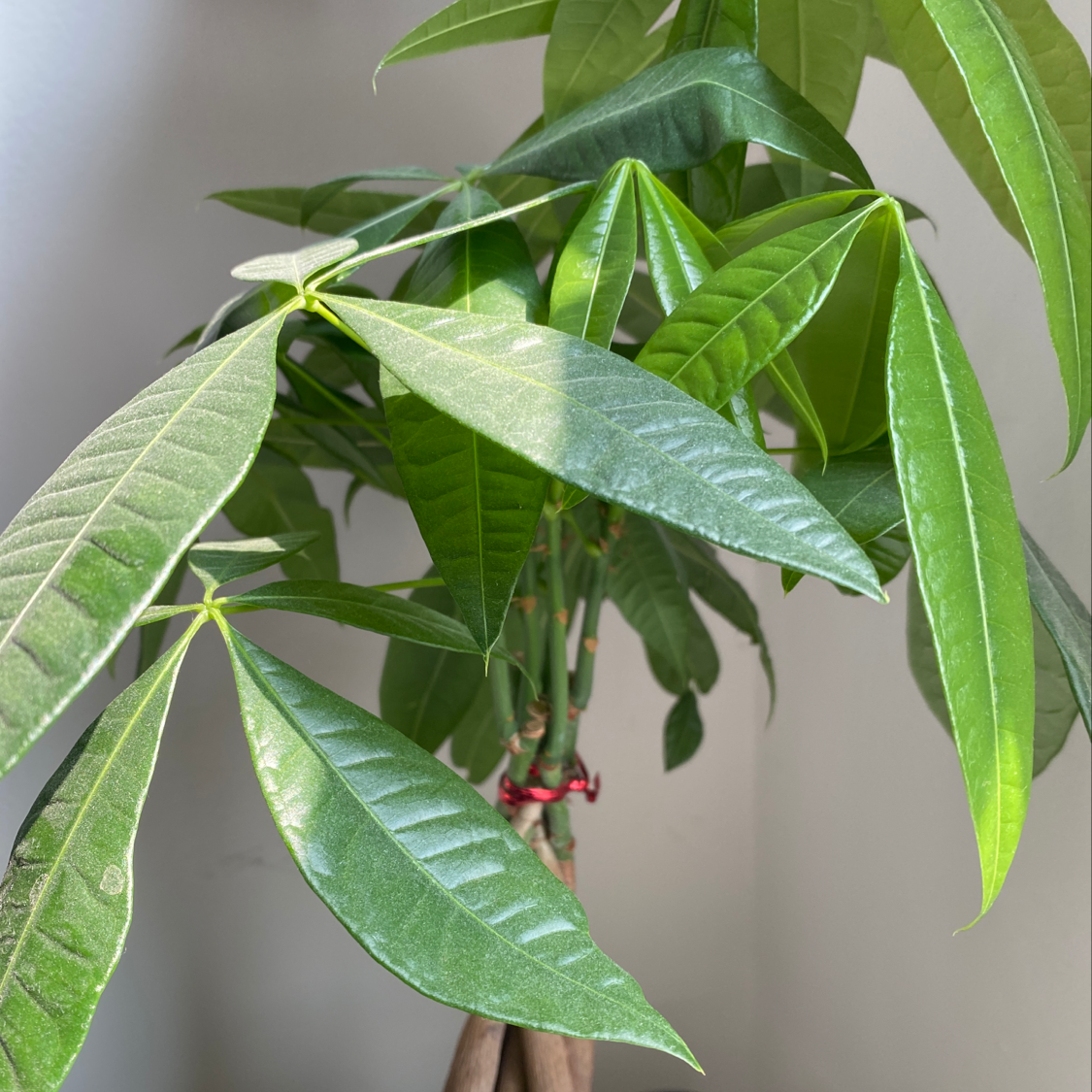 Propagating Money Tree: The Ultimate Guide 💰