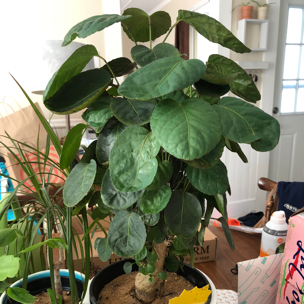 Why Are My Fabian Aralia Leaves Droopy? 😔