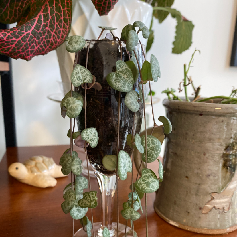 Best Soil for Chain of Hearts