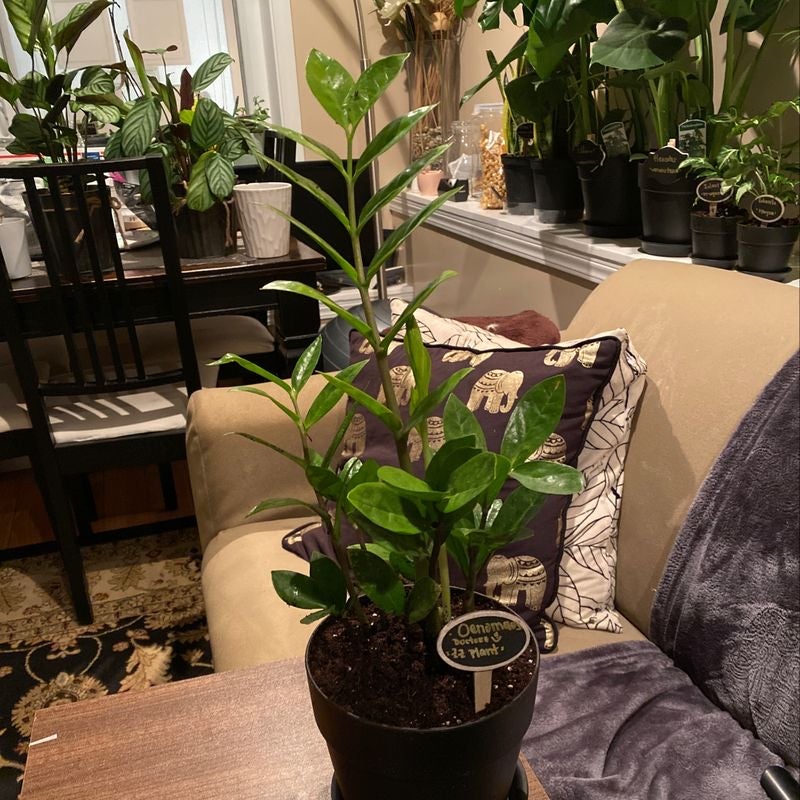 🔍 Diagnosing Zz Plant Root Rot