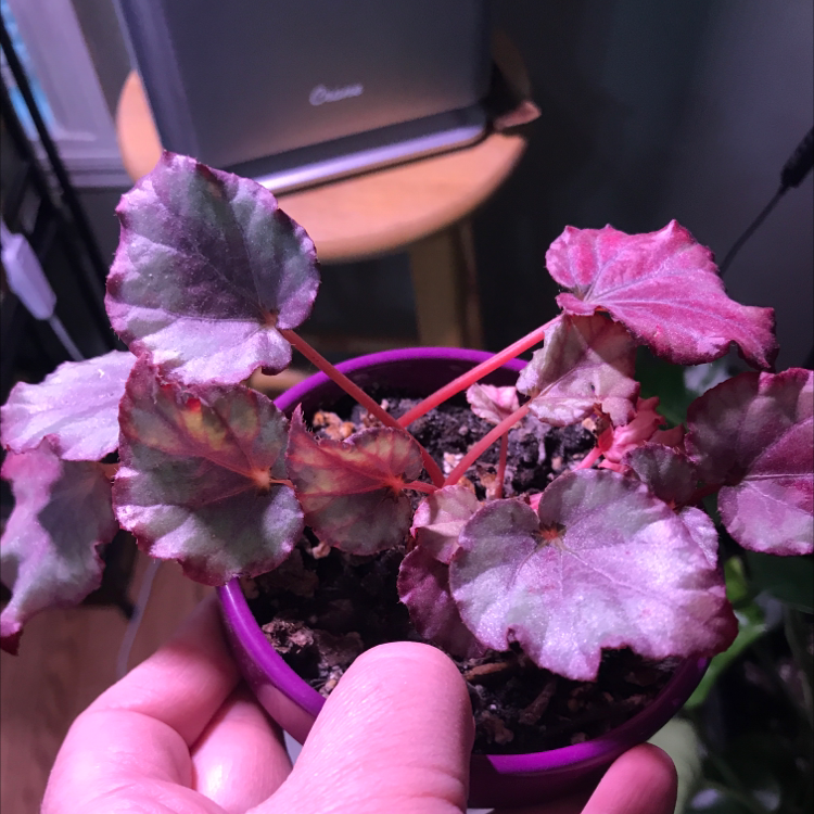 Why Are There Brown Spots On My Clubed Begonia?