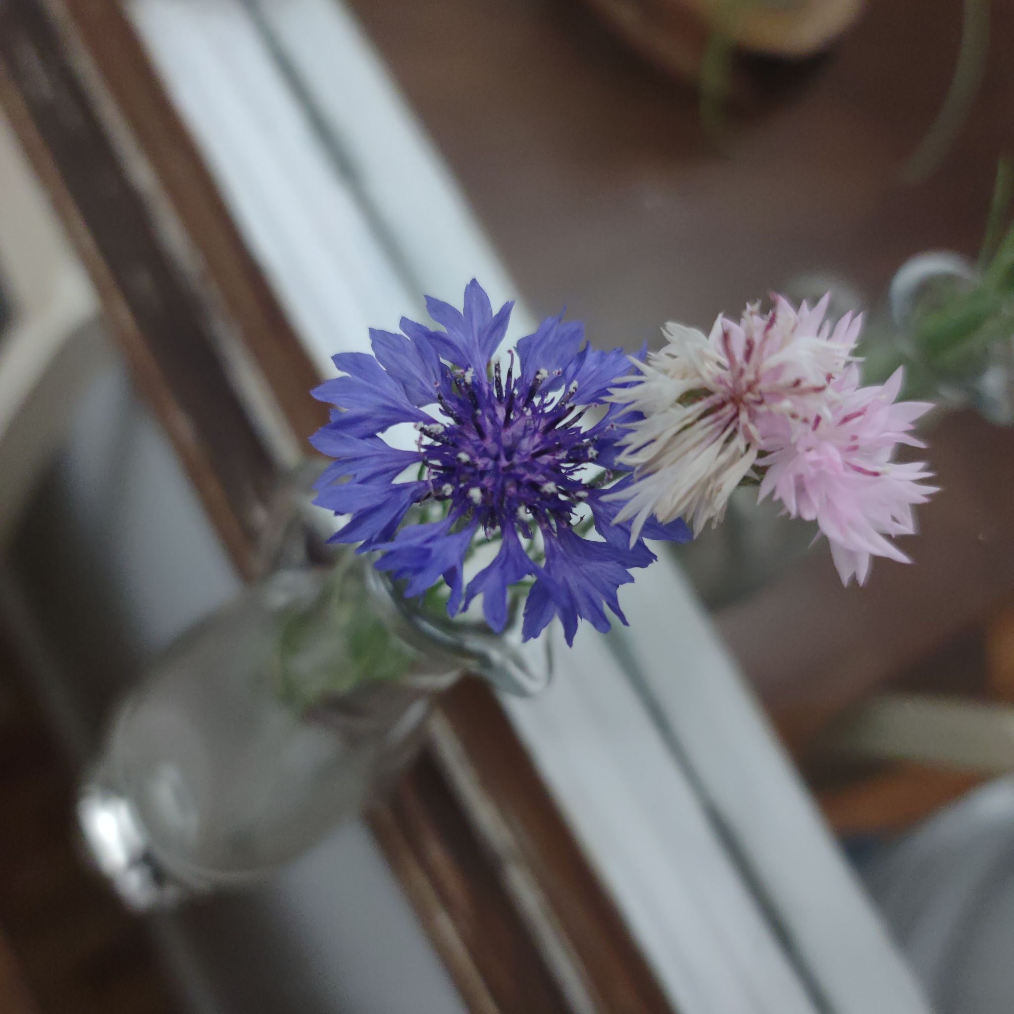 Common Cornflower Problems