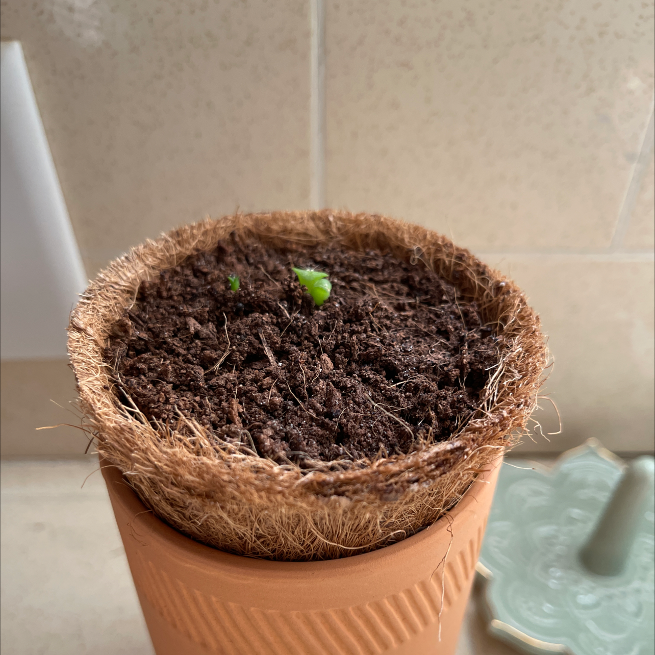 🌵 Why Are My Smooth Prickly Pear Leaves Droopy?