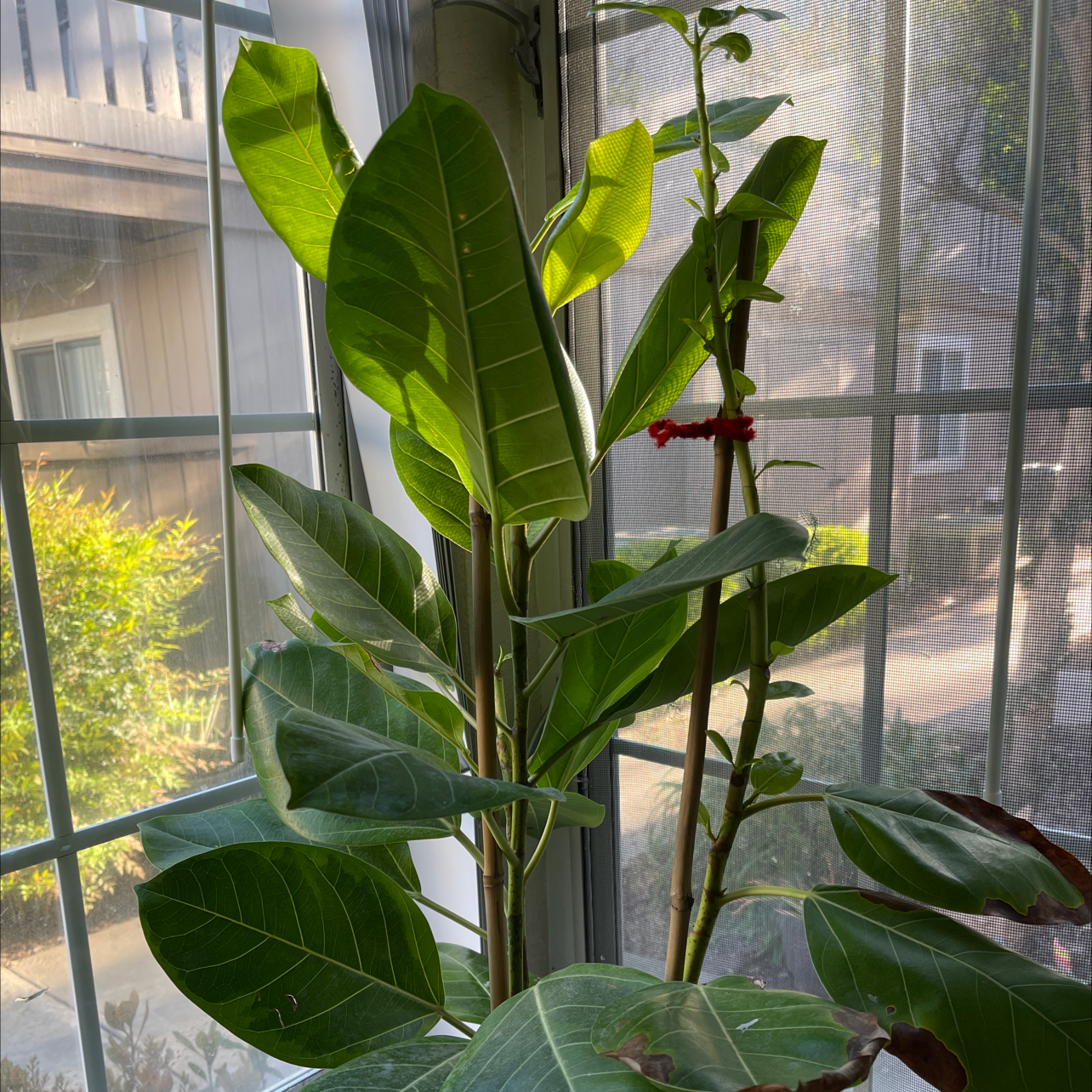 Why Are My Council Tree Leaves Mushy?