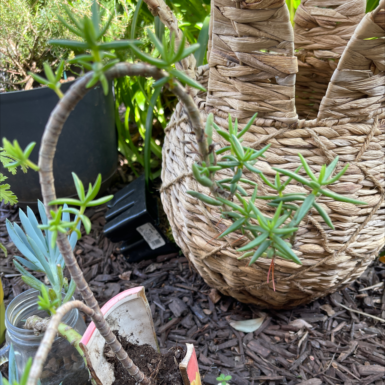 🌲 Propagating My Miniature Pine Tree: Step-by-Step Guide