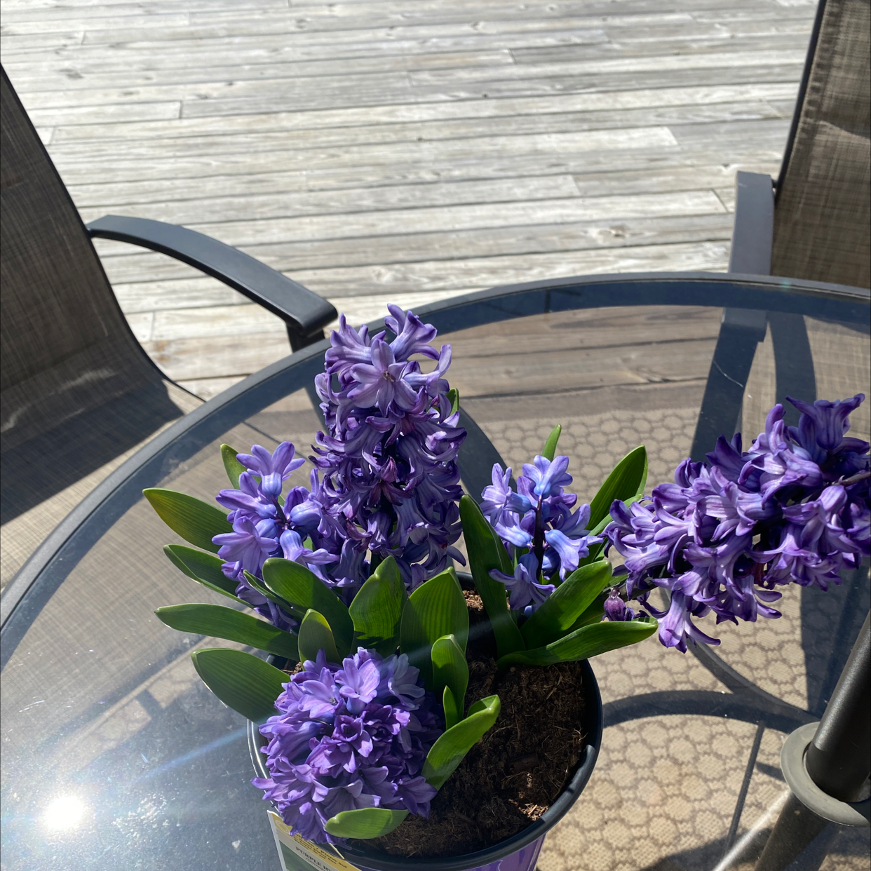 🐛 What To Do About Bugs on My Garden Hyacinth?