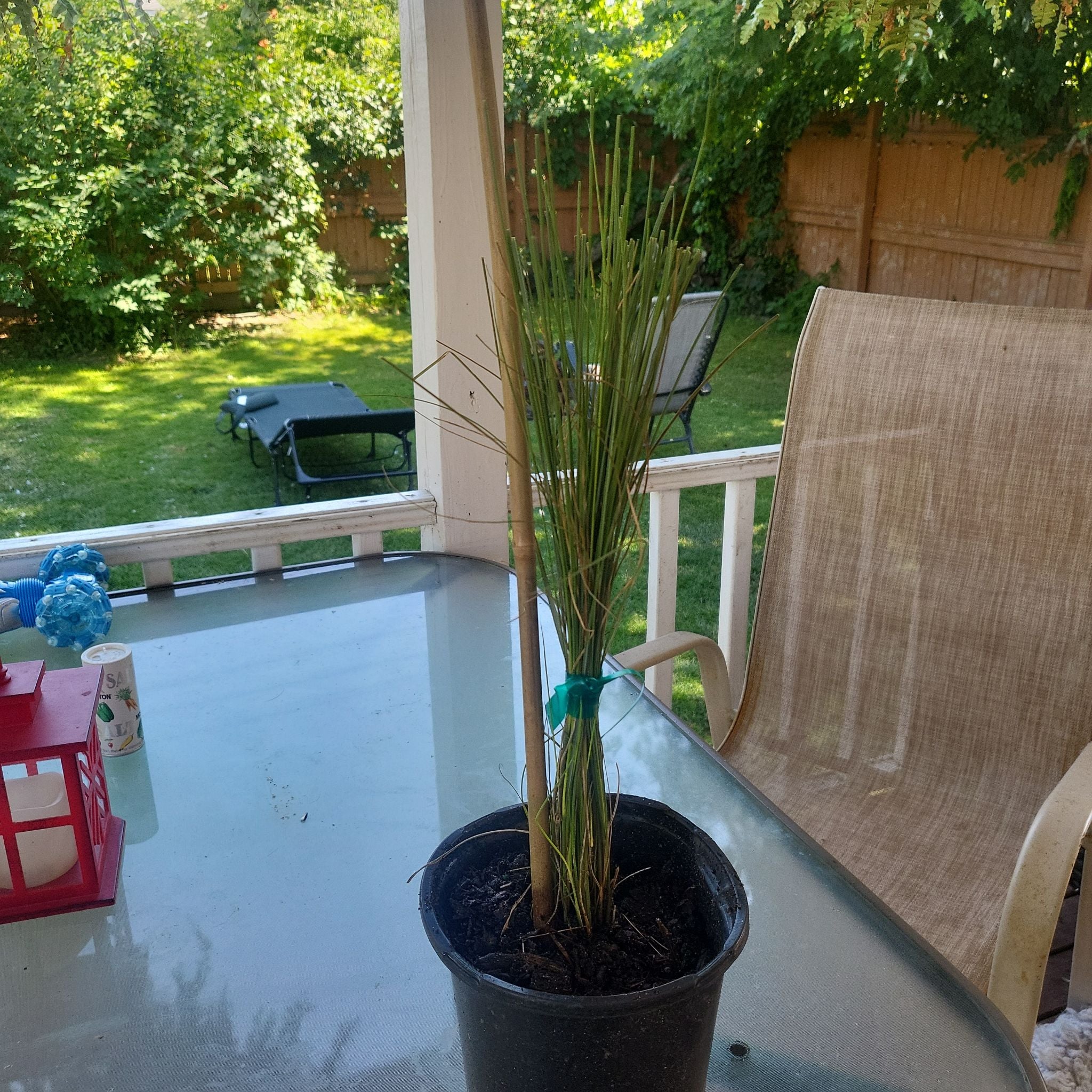 Propagating Eastern White Pine: Step-by-Step Guide