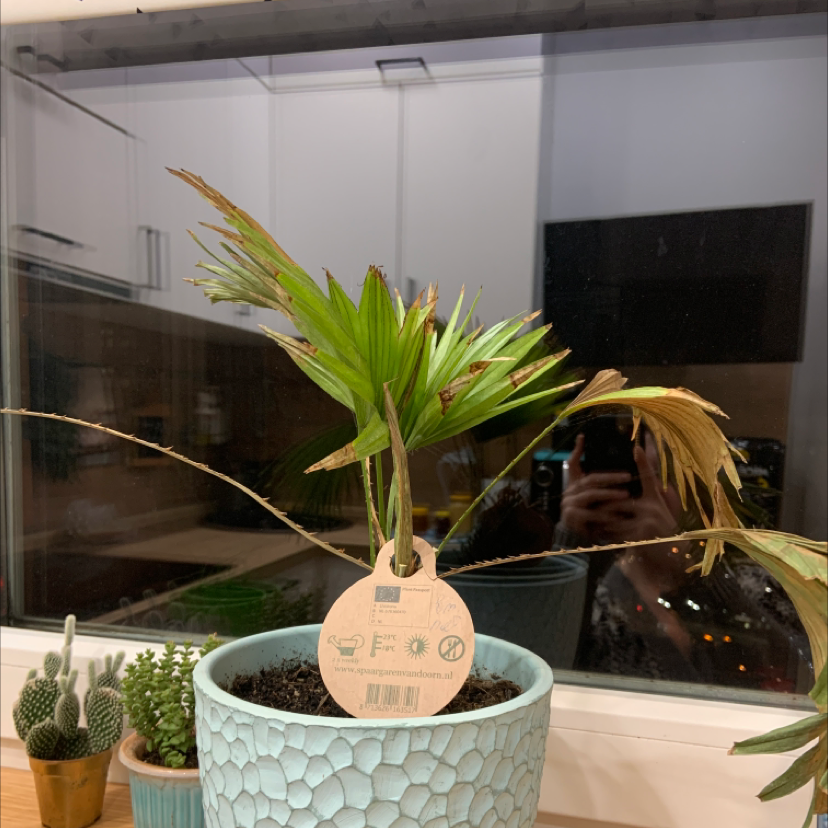 Propagating My Rhapsis Palm: Step-by-Step Guide