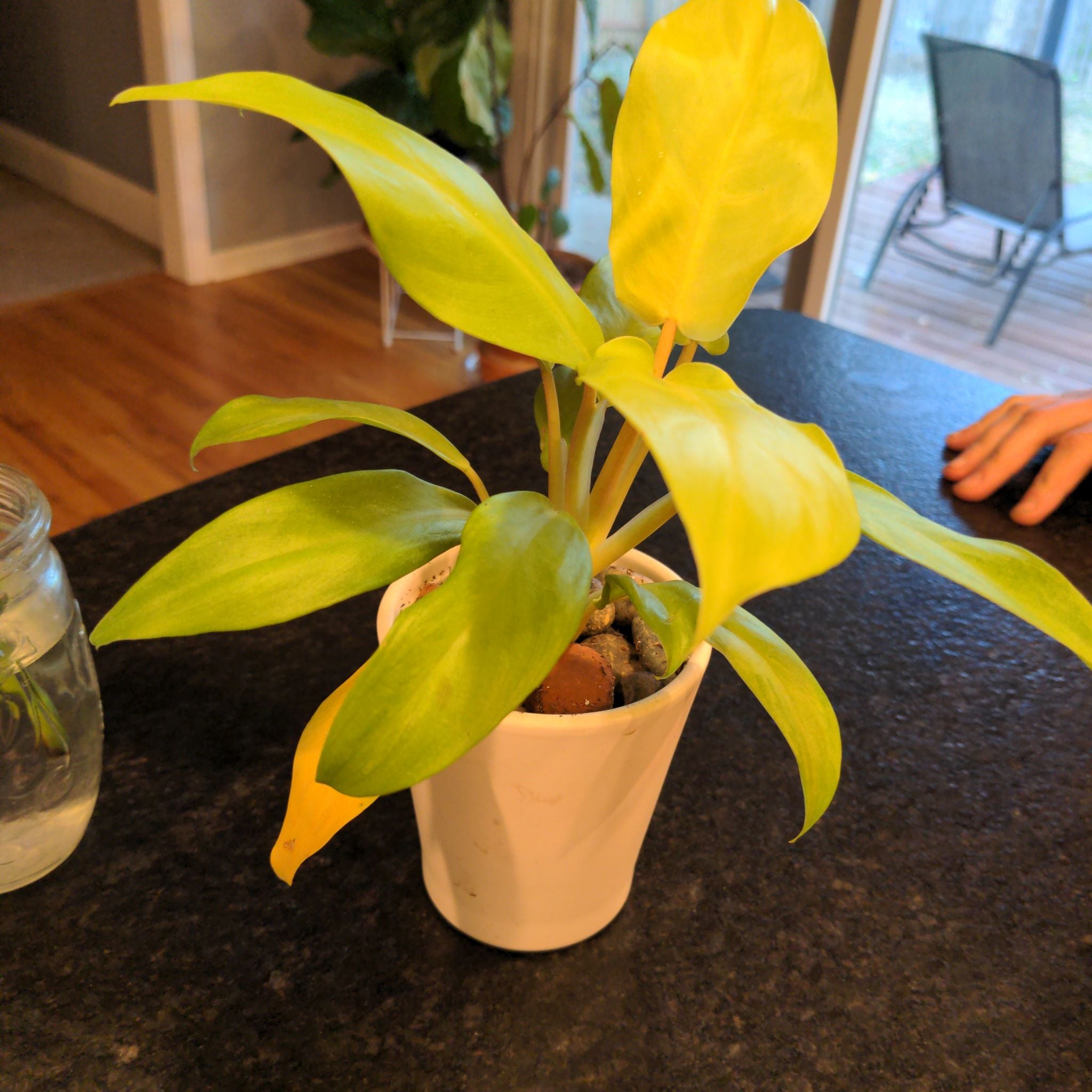 🥀 Why Are My Philodendron 'Malay Gold' Leaves Droopy?