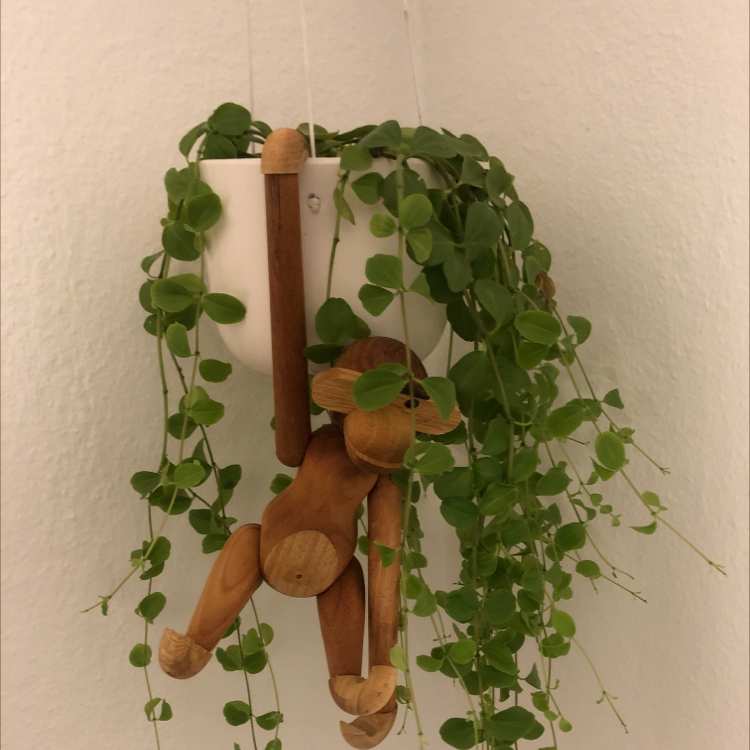 🌞 How Much Sunlight For Your Creeping Jenny