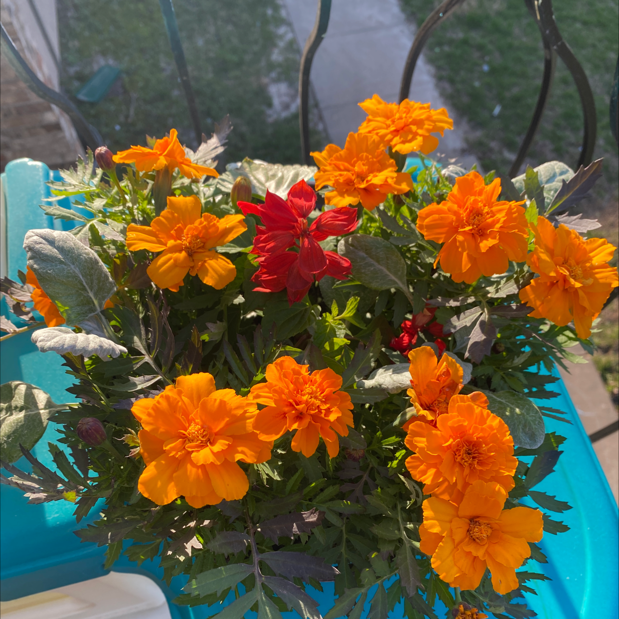 🌼 How To Get An African Marigold To Bloom