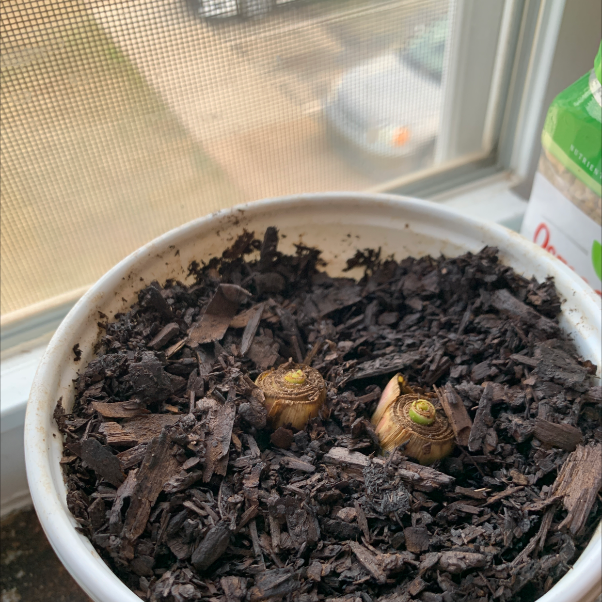 🍋 How Should Lemon Grass Be Cut Back?