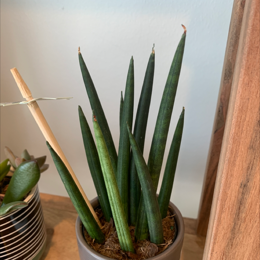 Propagating Cylindrical Snake Plant: The Ultimate Guide