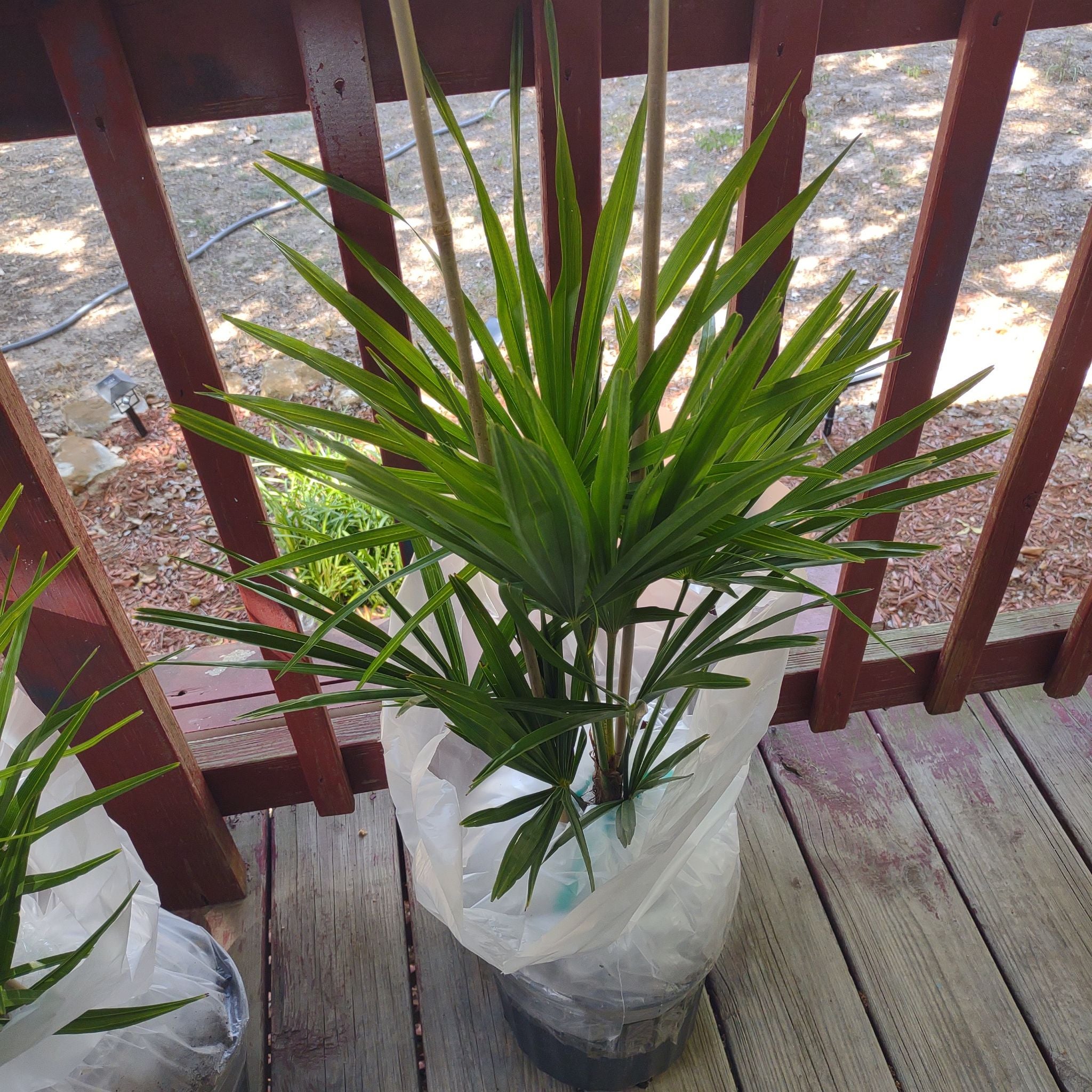 How to Propagate Your Chinese Windmill Palm