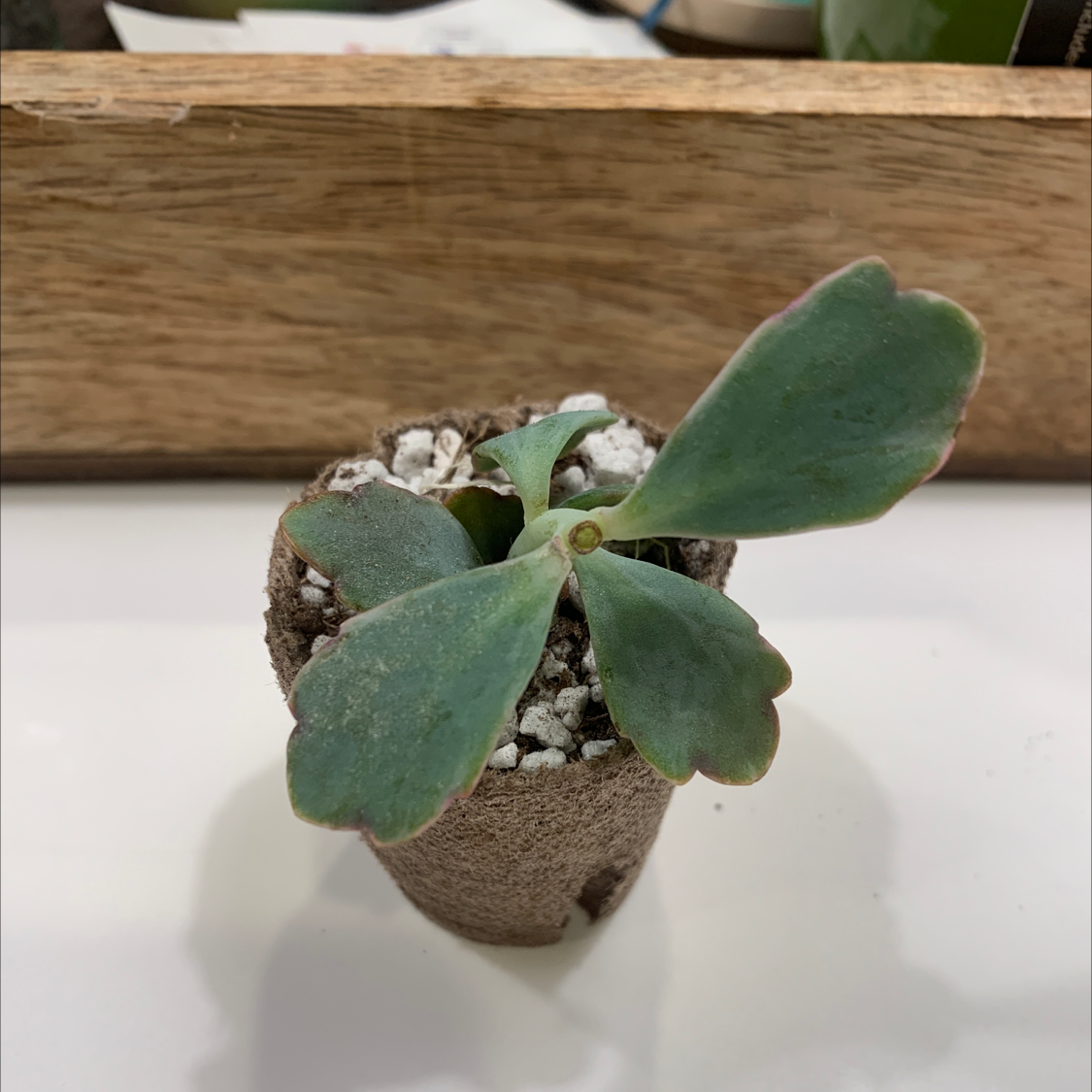 Why Are There Brown Spots on My Lavender Scallops?