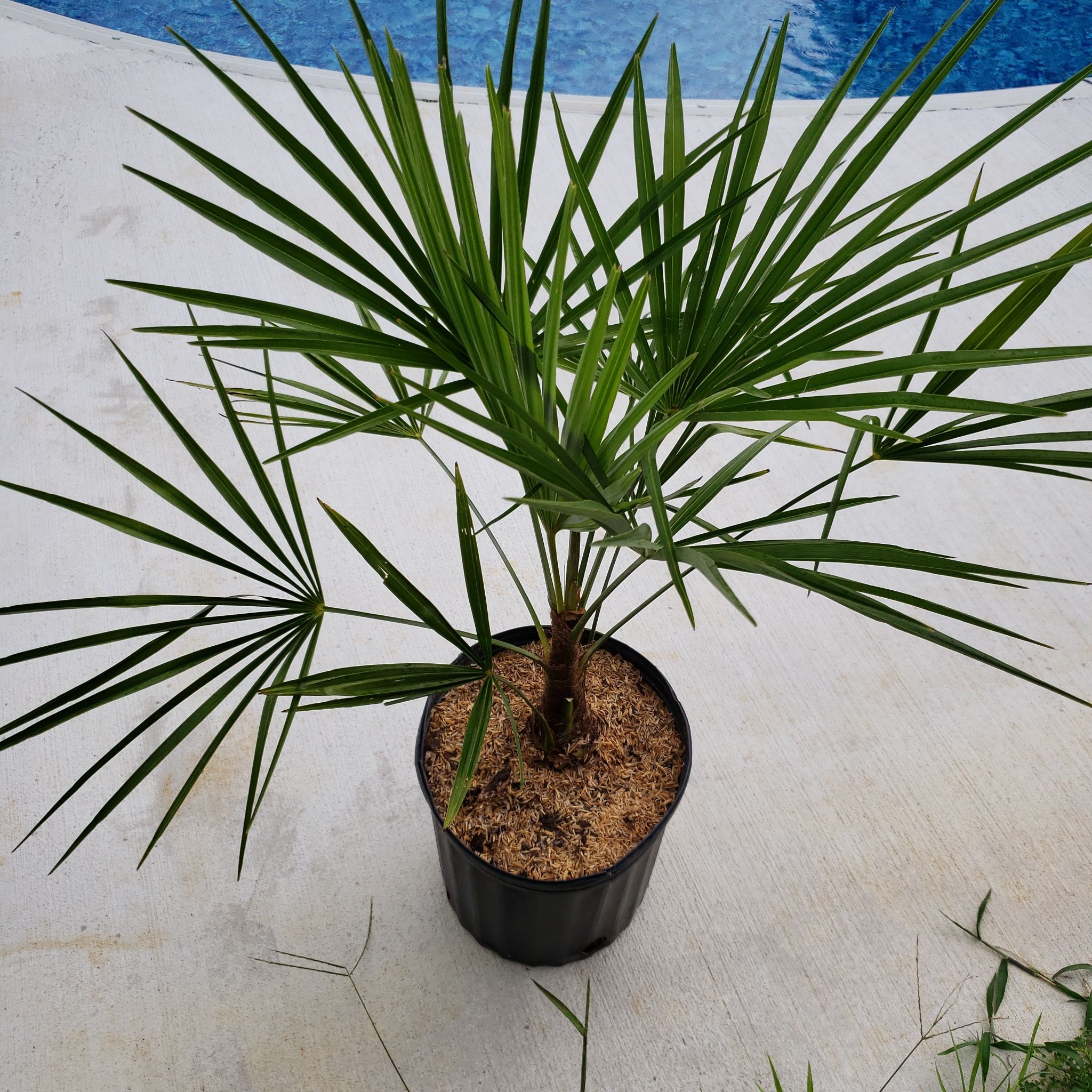 How and When Should I Cut Back My Chinese Windmill Palm?