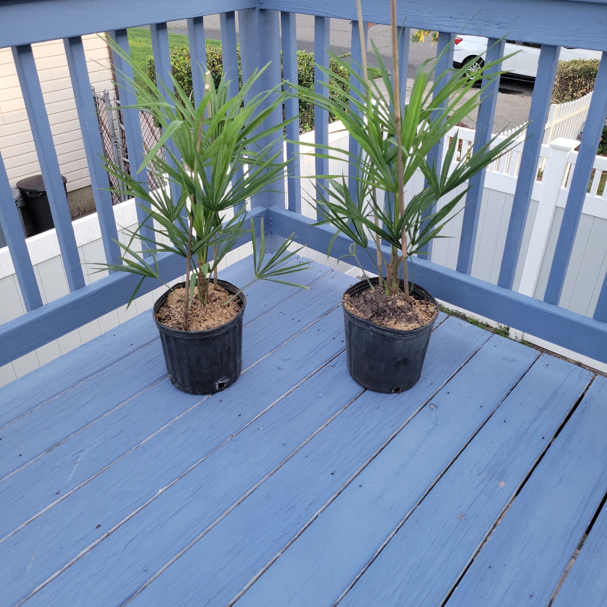 10 Advantages of Having a Chinese Windmill Palm