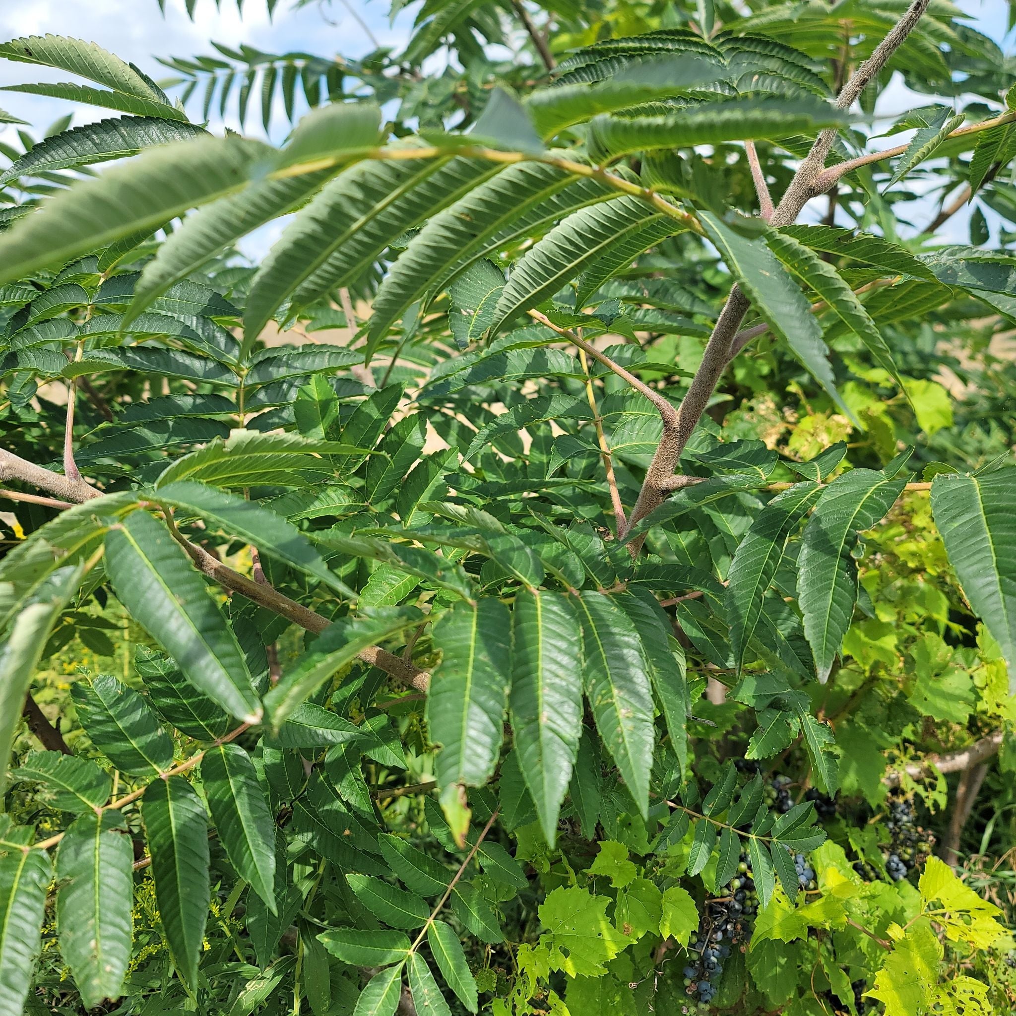 🌞 How Much Sunlight Does My Staghorn Sumac Need?
