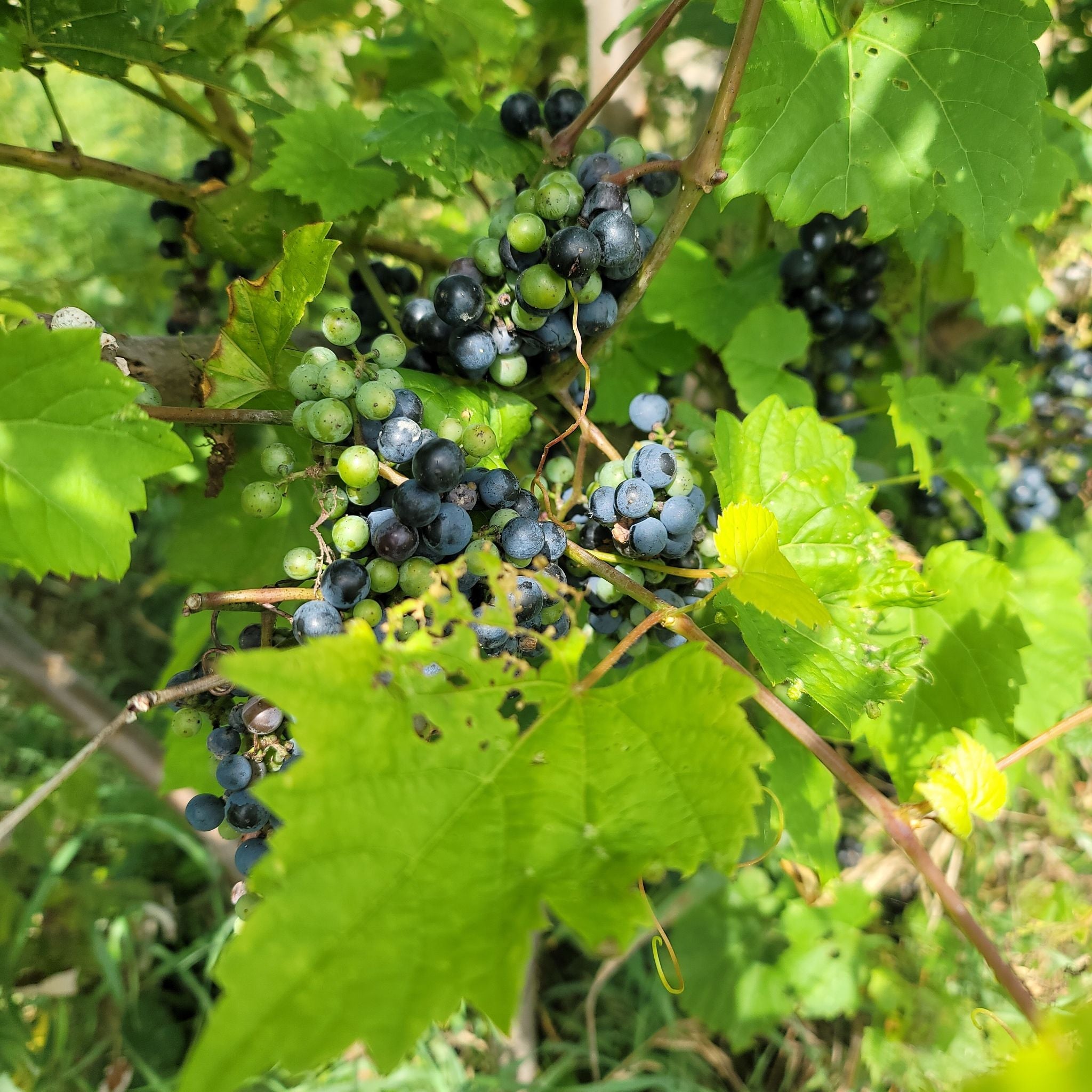 Why Are There Brown Spots on My Riverbank Grape Leaves? 🐛