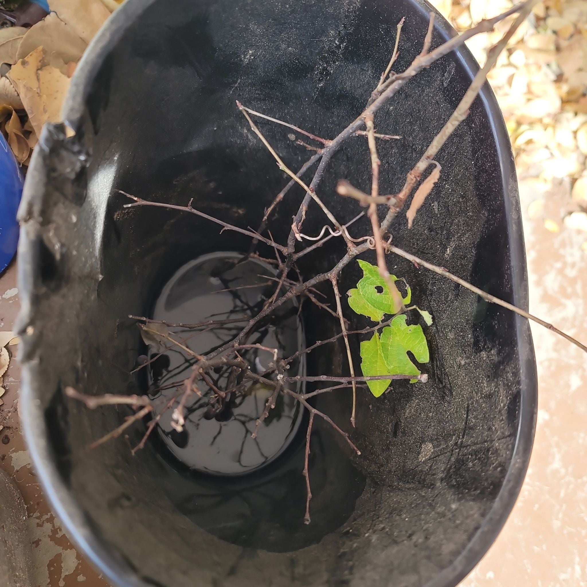 Southern Hackberry Plant Care: Water, Light, Nutrients | Greg App 🌱