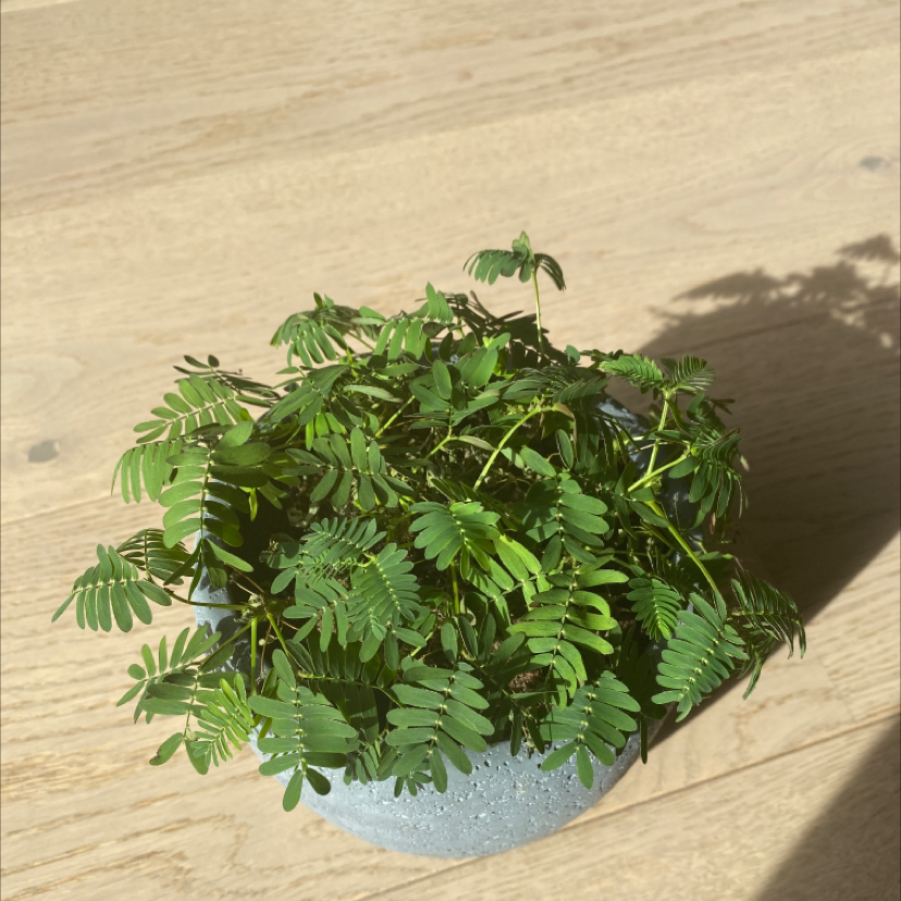 What Are The Bugs on My Sensitive Plant? 🐛