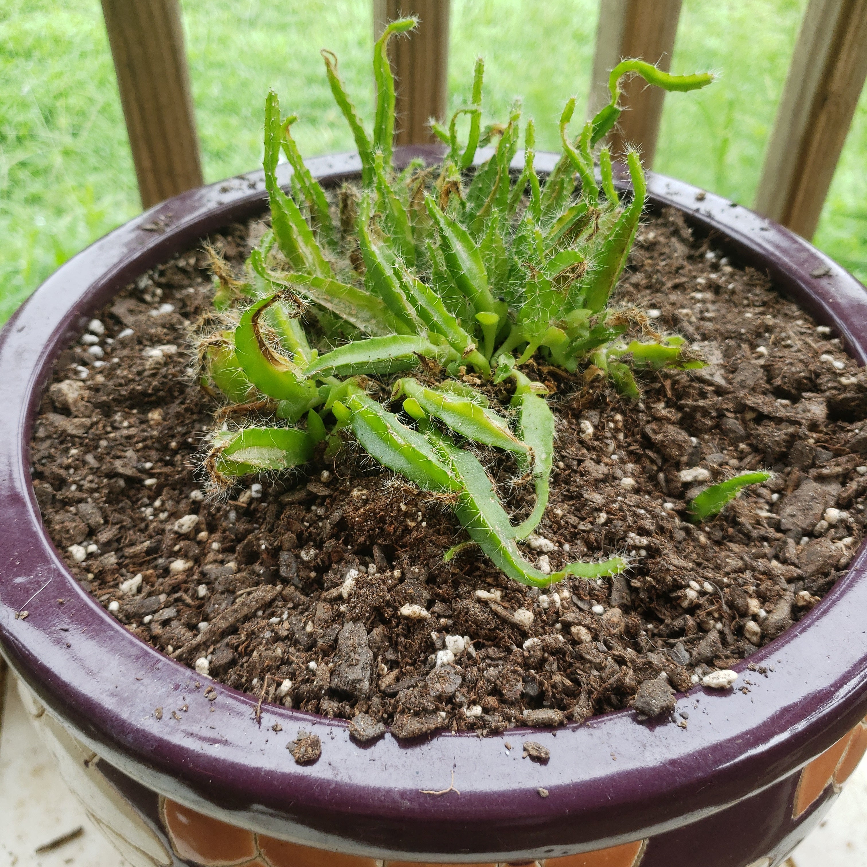 🐉 Soil Recommendations for Dragon Fruit