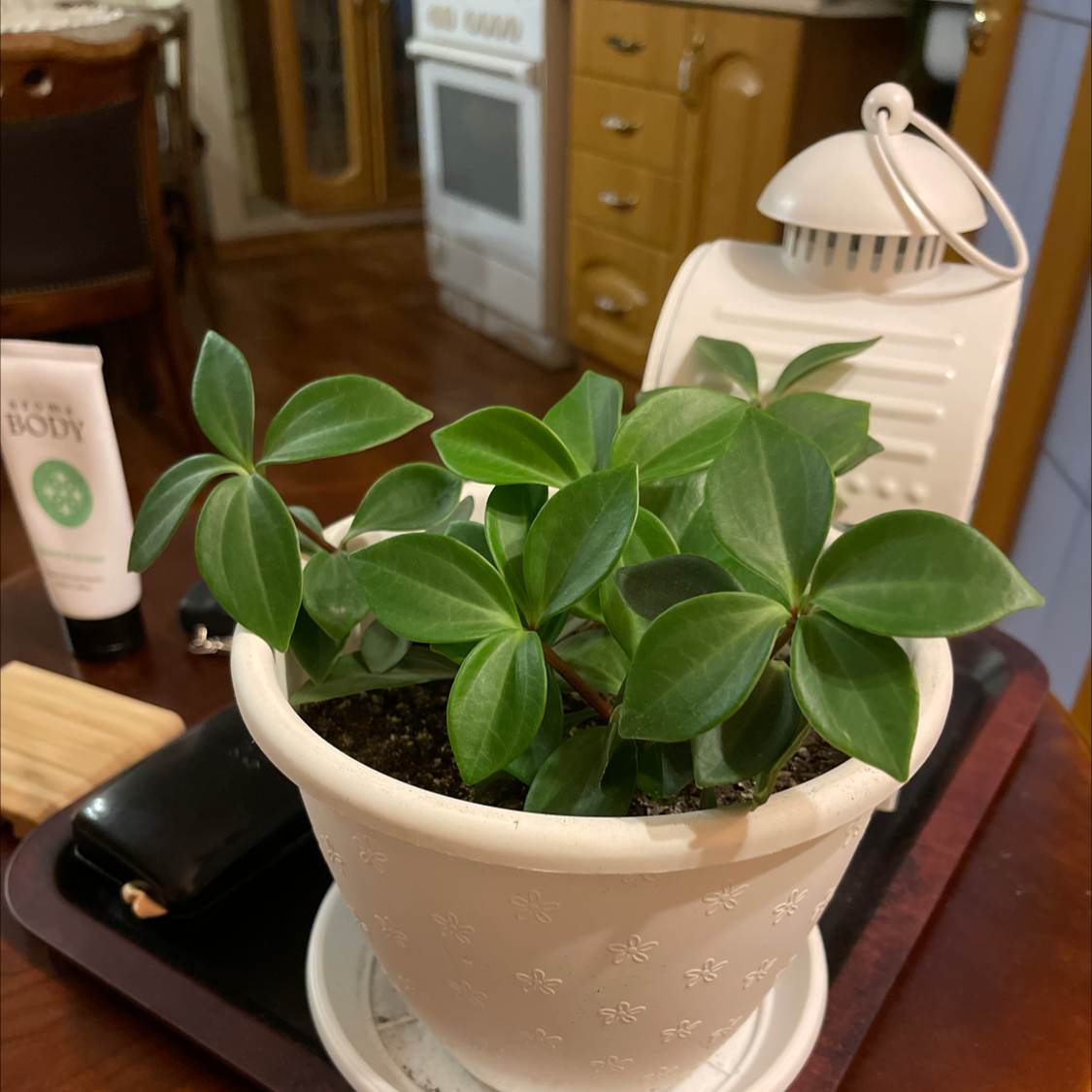 10 Advantages of Having a Radiator Plant