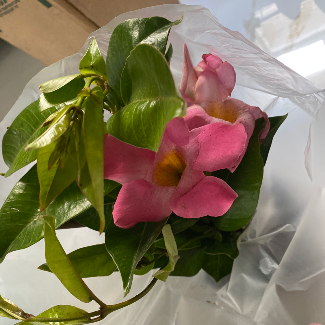 🐛 What To Do About Bugs on My Brazilian Jasmine?