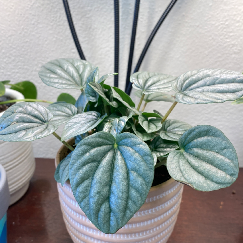 Black Spots on My Silver Frost Peperomia Leaves