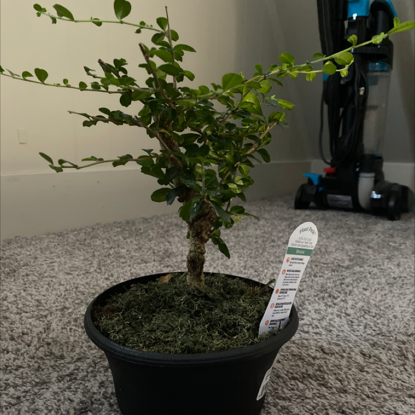 Why Are My Chinese Elm Leaves Dropping?