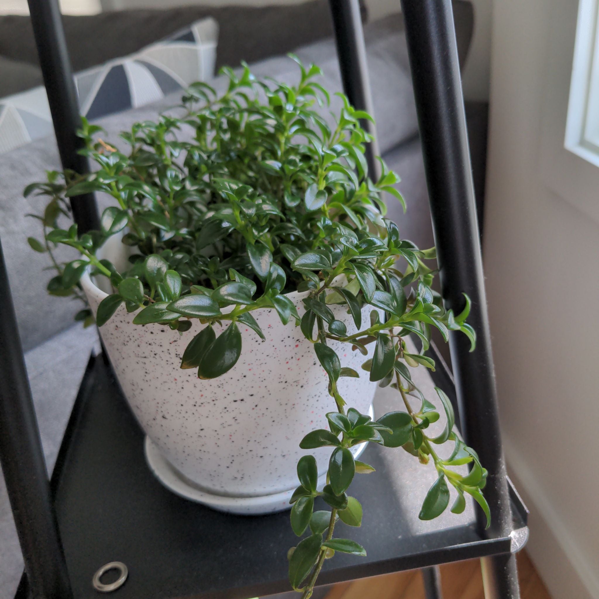 What Are The Bugs on My Snowrose? 🐞